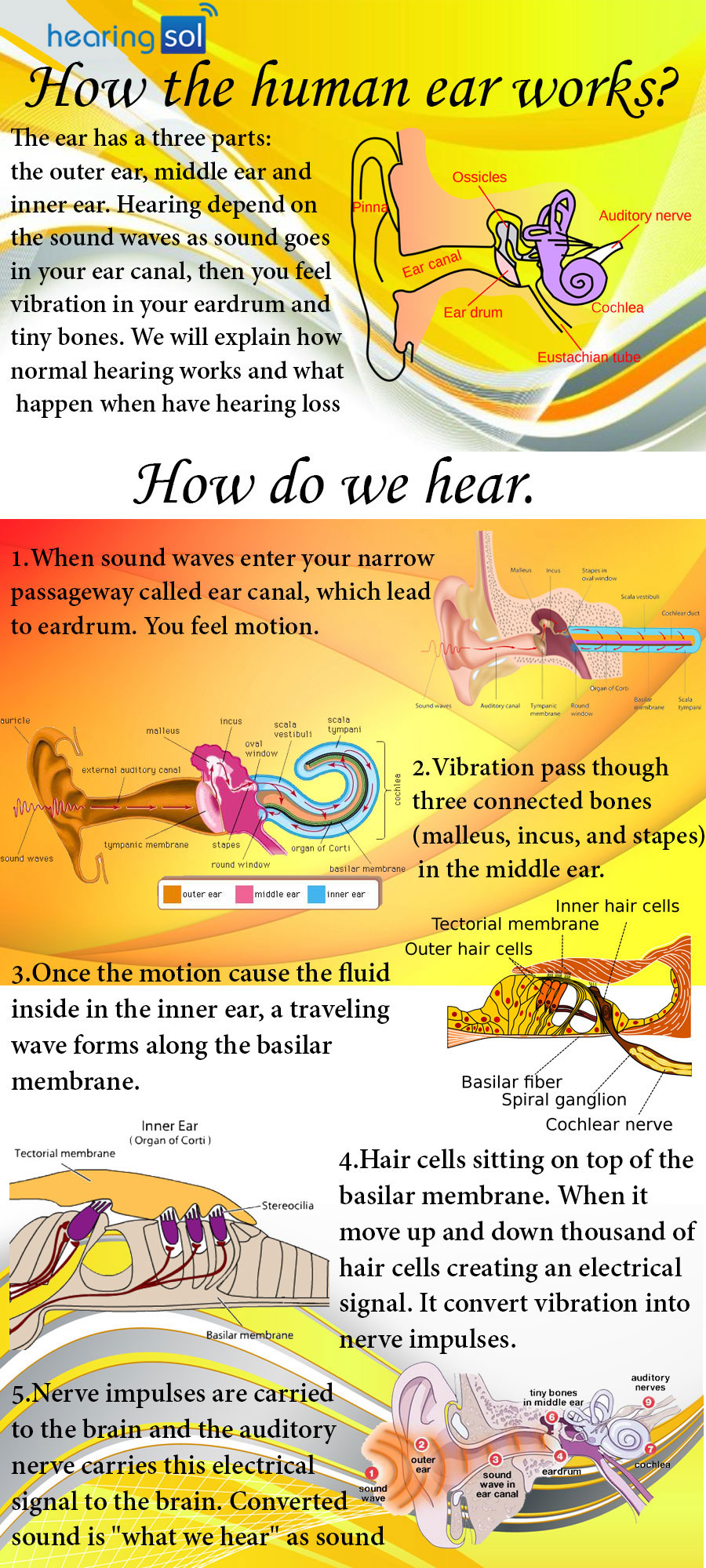 Learn how the ear works - Hearing solution