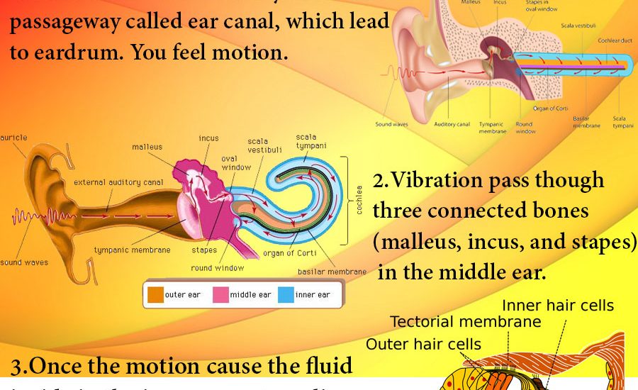 Learn how the ear works - Hearing solution